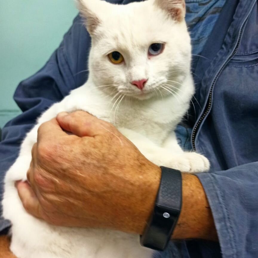 Кот с красным ошейником