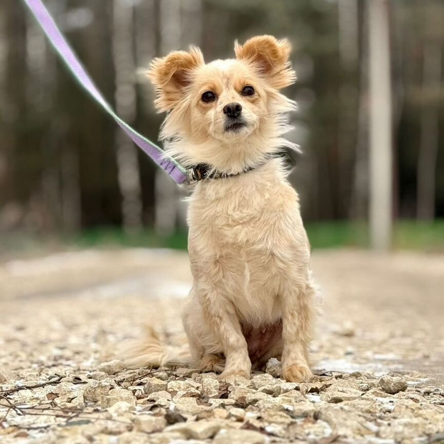 Маленькая собачка в дар