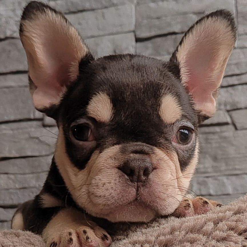Французский бульдог щенки