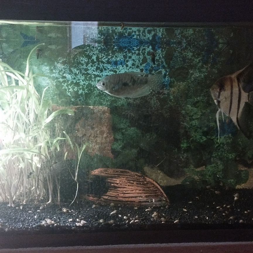 Аквариум готовый