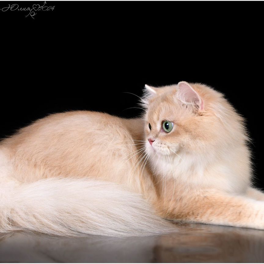 Золото диловая шиншилла су12