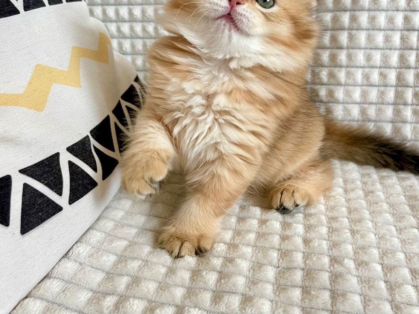 Шотландские коята вислоухие и прямоухие