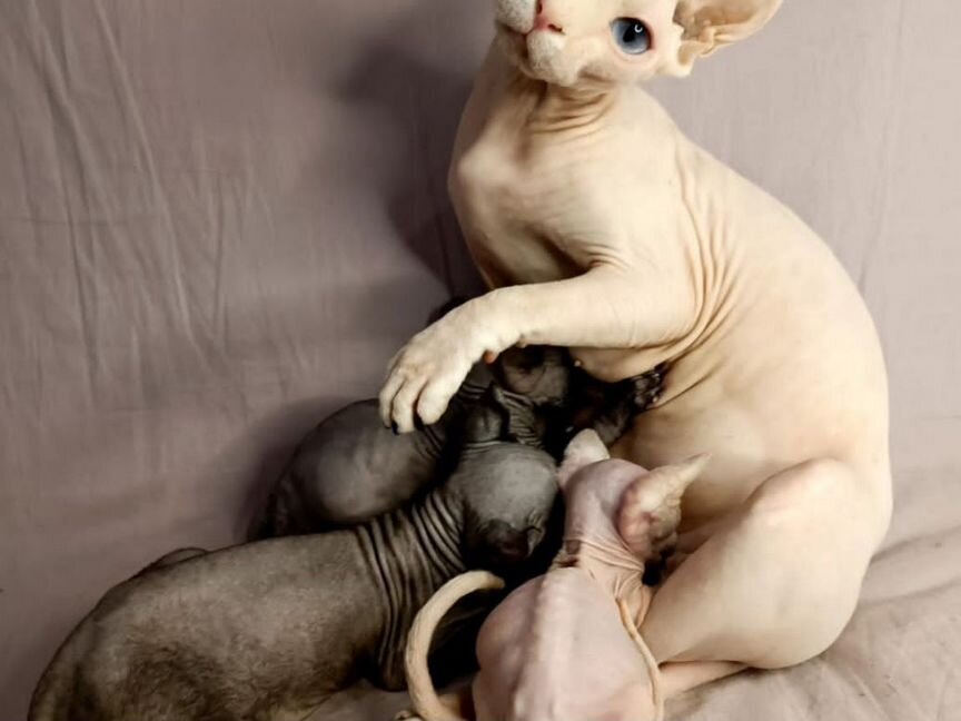 Кошечки (беременные) в совладение