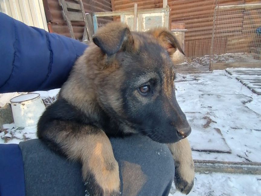Немецкая овчарка в добрые руки