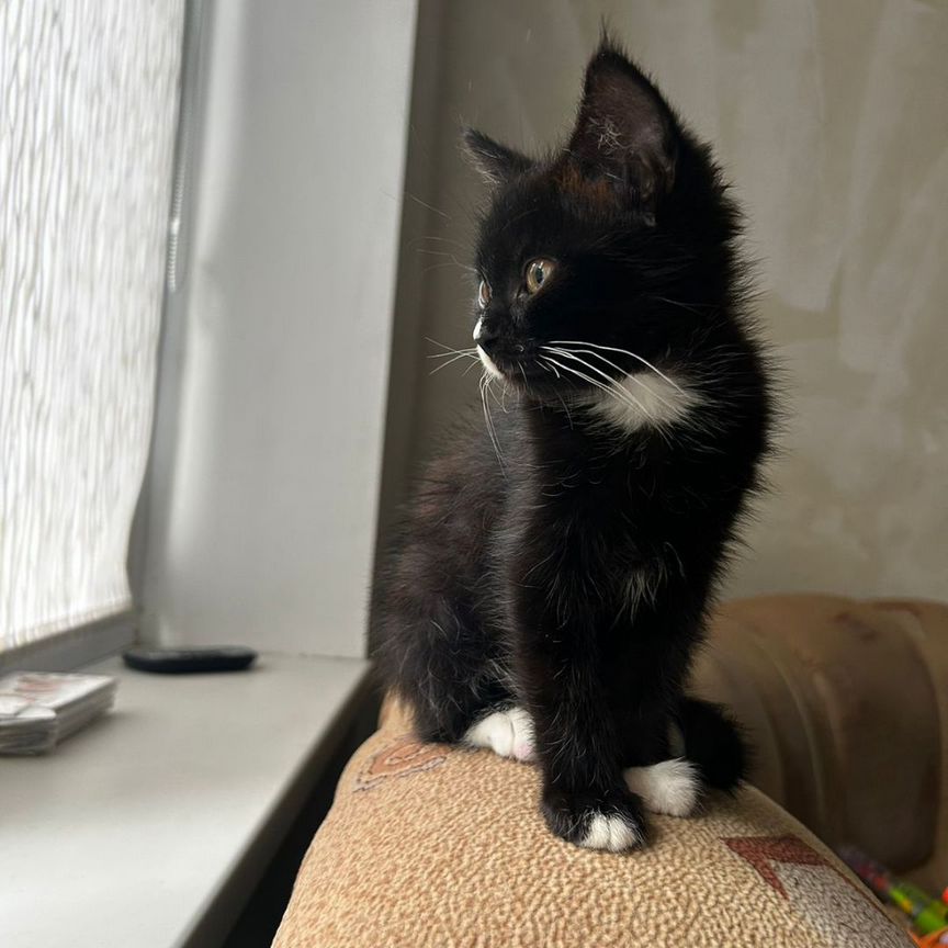 Котенок в дар