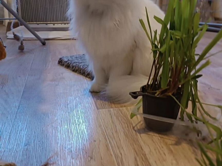 Отдам кошку Изабель