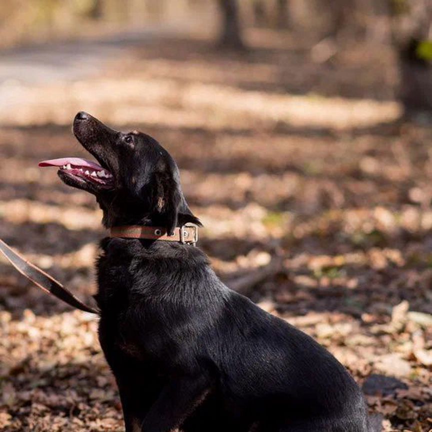 Собака Алсу в добрые руки