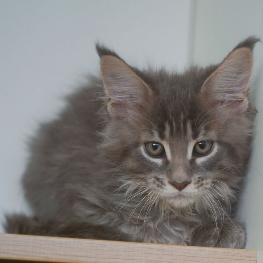 Мейн-кун котёнок