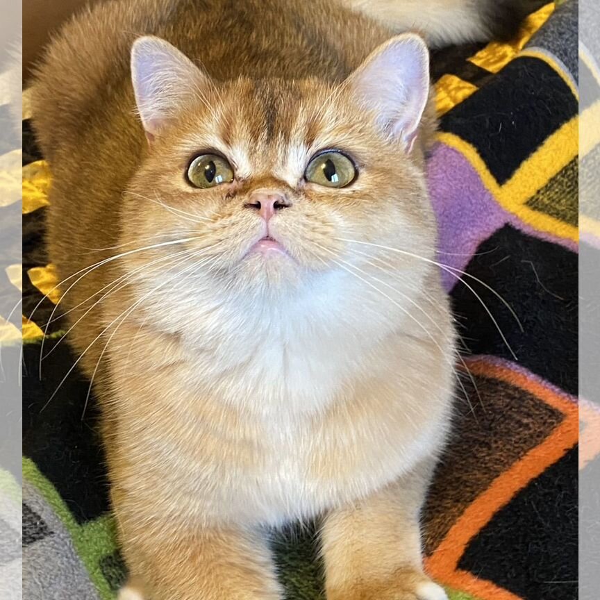 Британская короткошёрстная кошка, взрослая