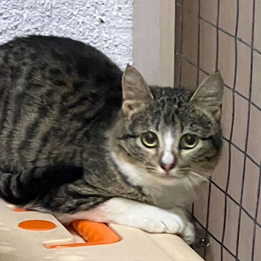 Котёнок Груша в дар