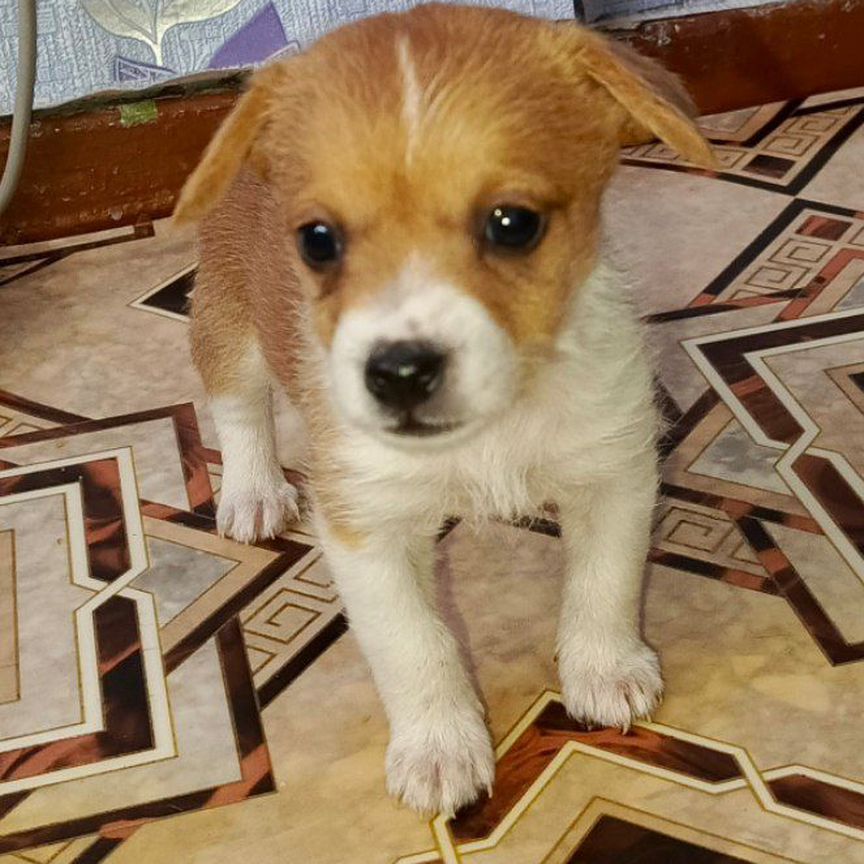 Русский той-терьер, щенок