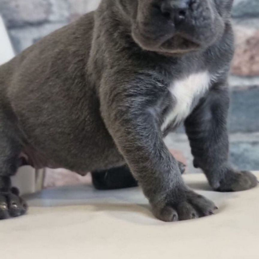 Элитные щенки кане корсо