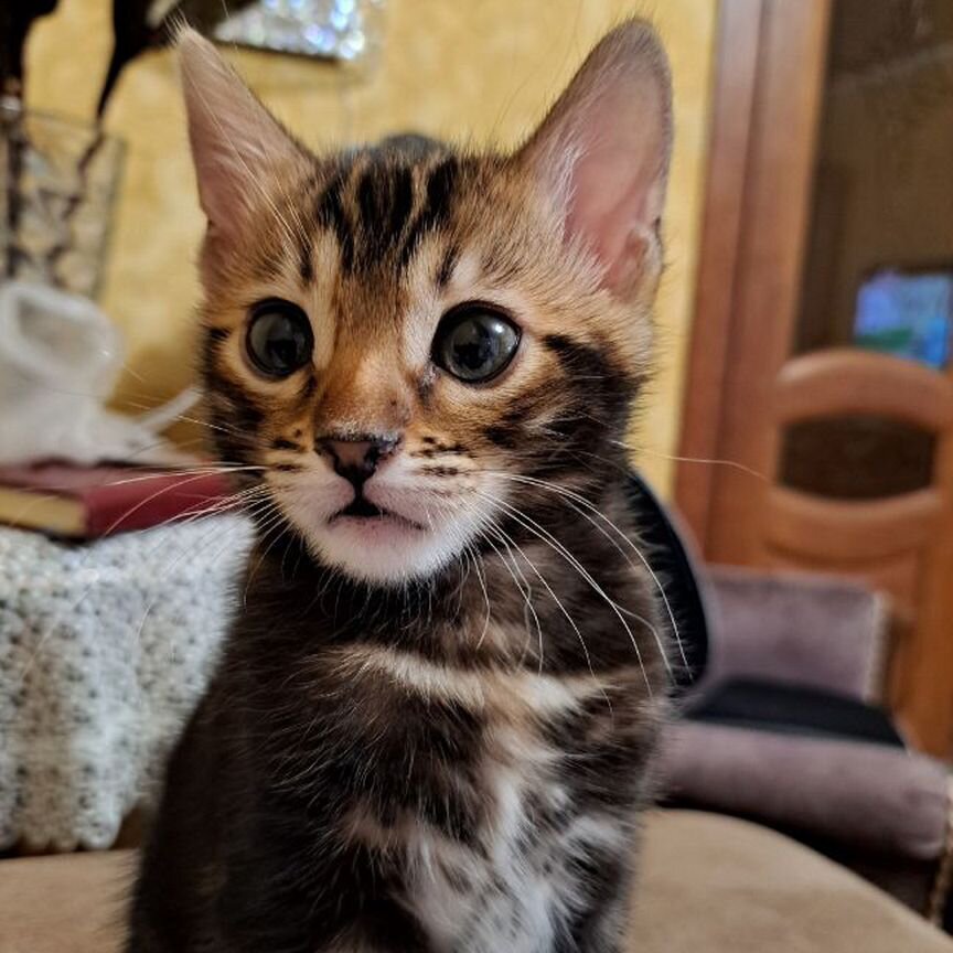 Бенгальская