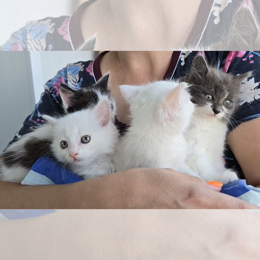 Котята в добрые руки, 1,5 месяца