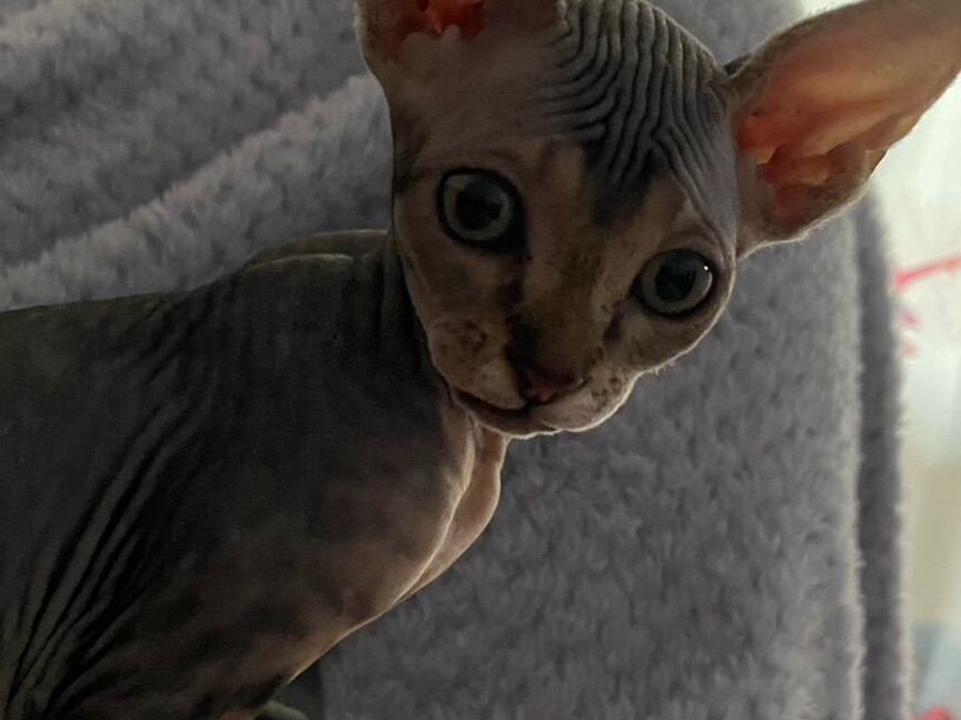 Донской сфинкс