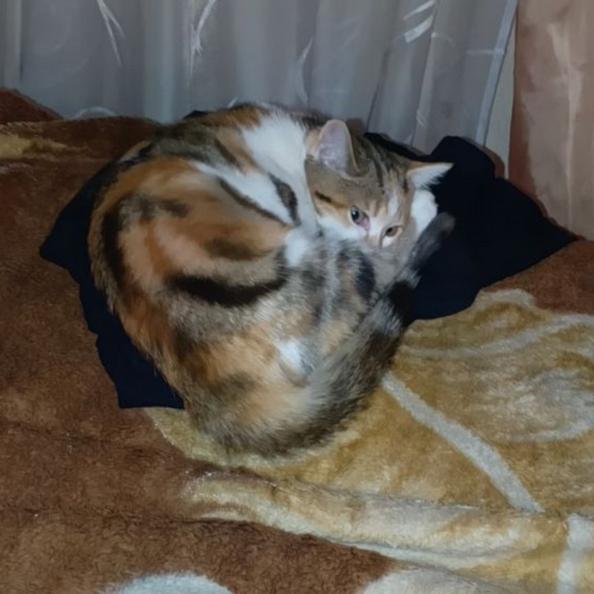 Ориентальный котёнок