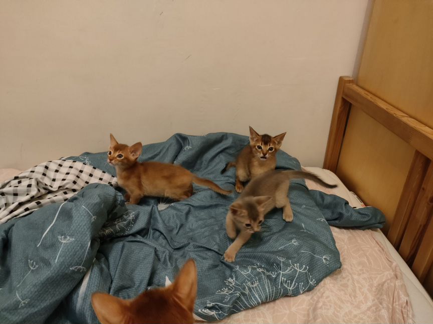 Абиссинские котята