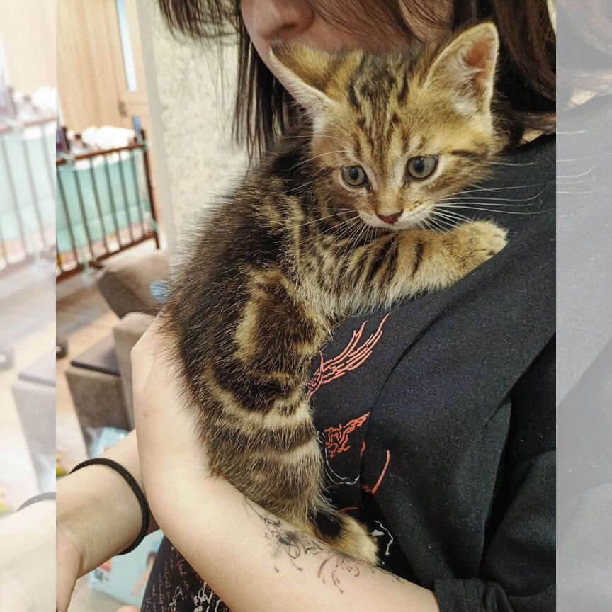 Отдам котенка в очень добрые руки
