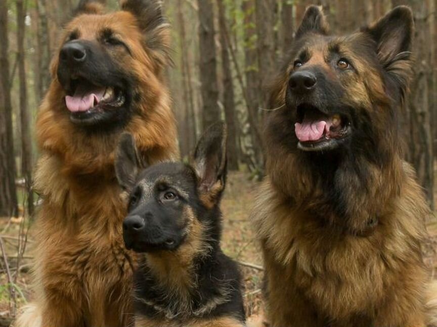 Щенки немцев овчарки