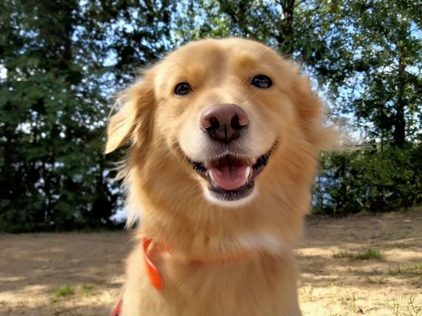 Собака в добрые руки отдам бесплатно