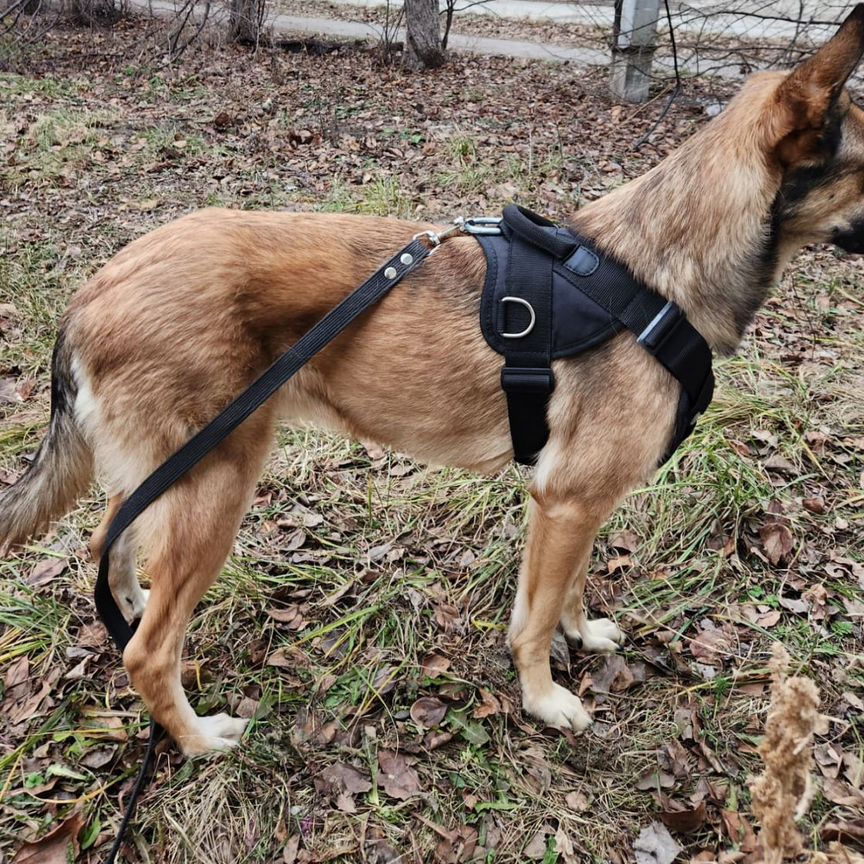 Шлейка для крупных собак
