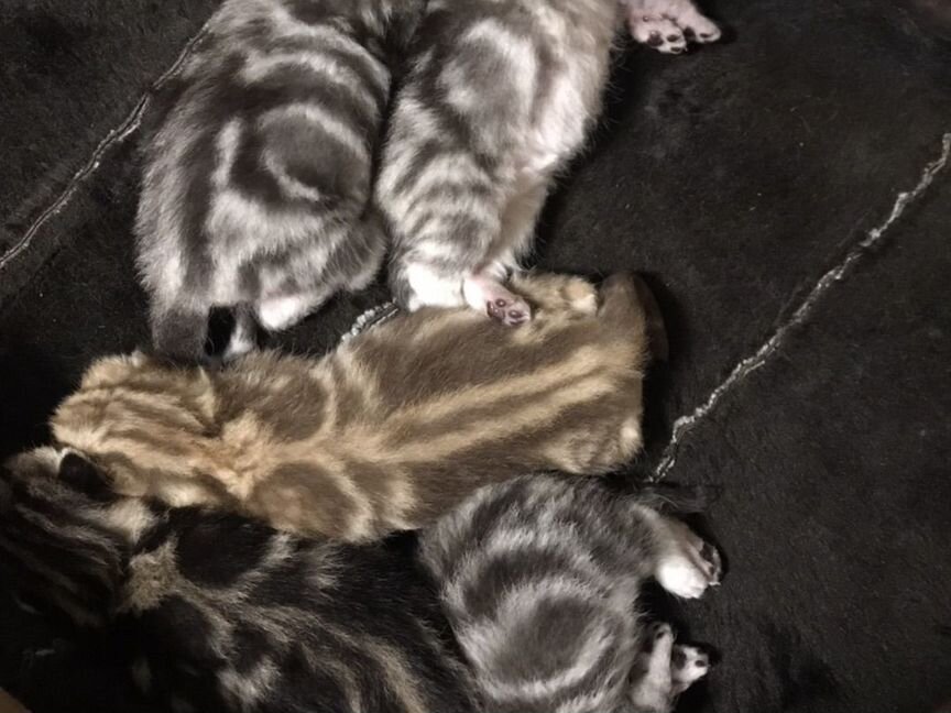 Котята от шотландской кошки