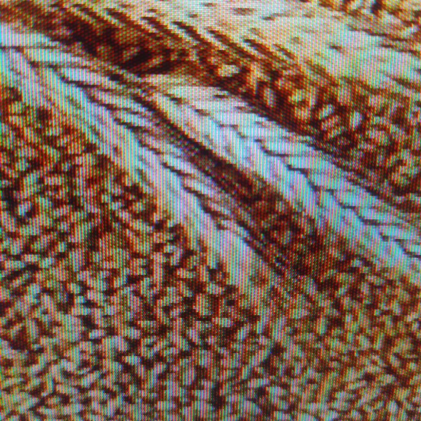 Зерно пшеница