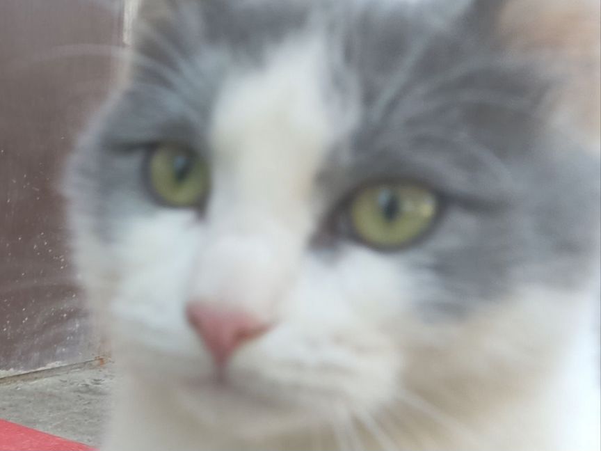 Кошка