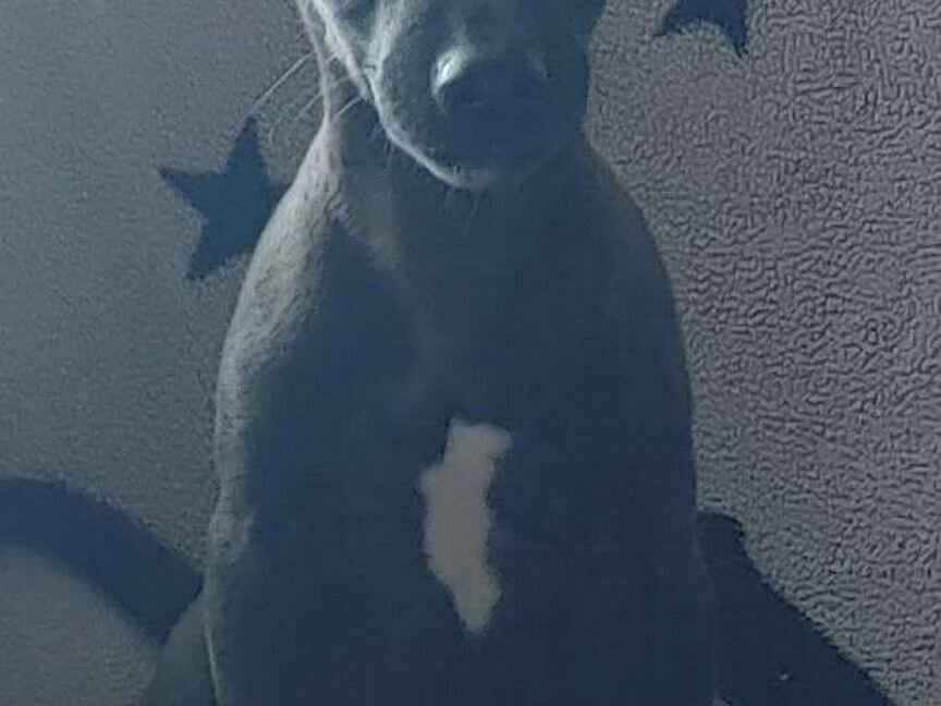 Левретка + мальчик