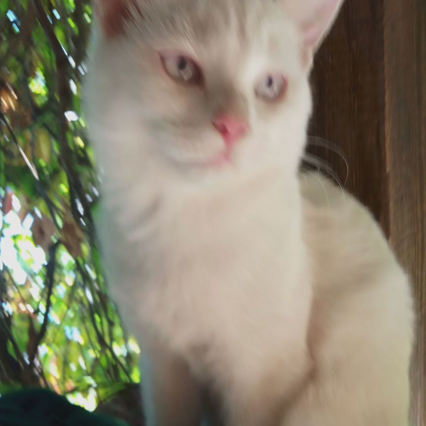 В добрые руки Белоснежные голубоглазые