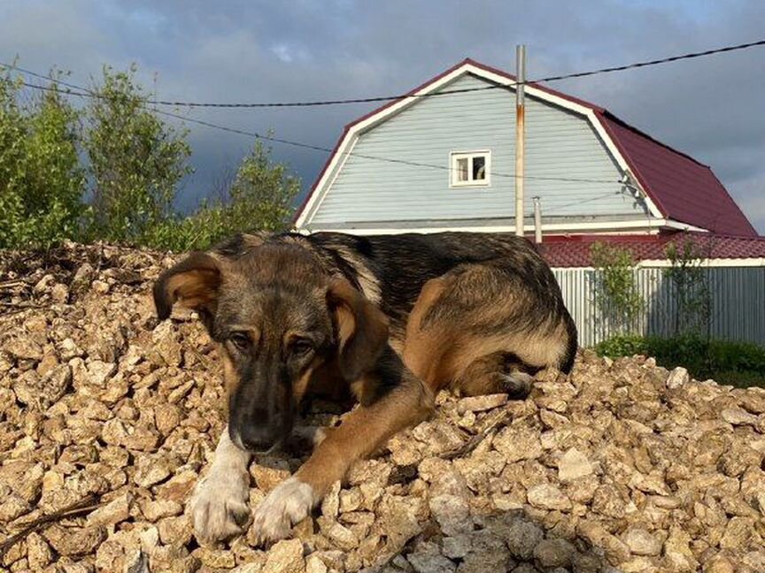 Щенок метис