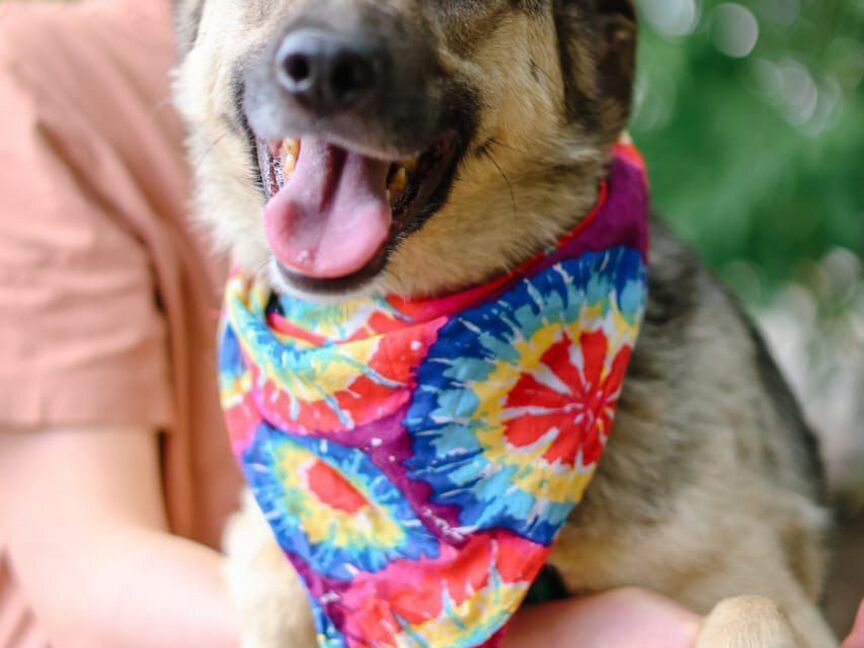 Собака в добрые руки Октавия