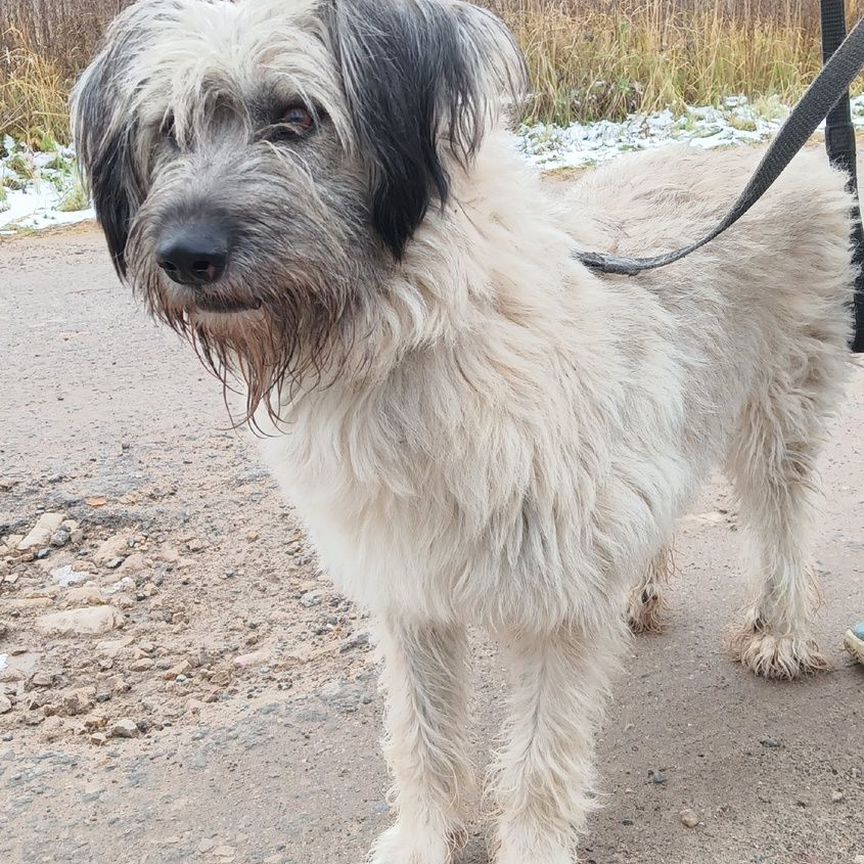 Бородатая красотка собака ждет добрые руки