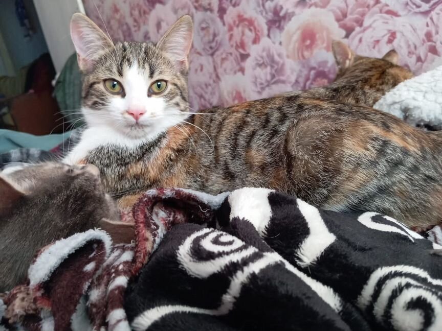 Отдам в добрые руки