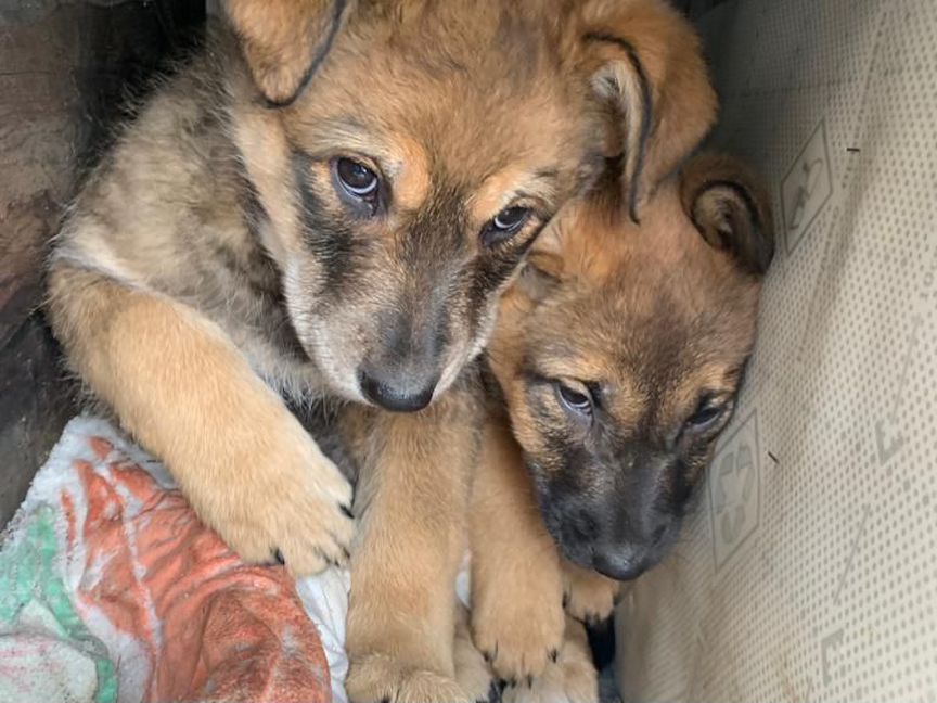 Щеночки в добрые руки