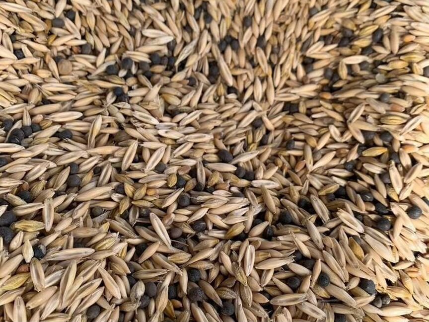 Ячменная зерносмесь