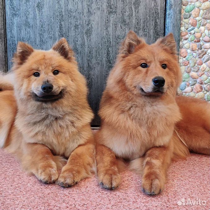 Евразиеры (бронирование щенков)