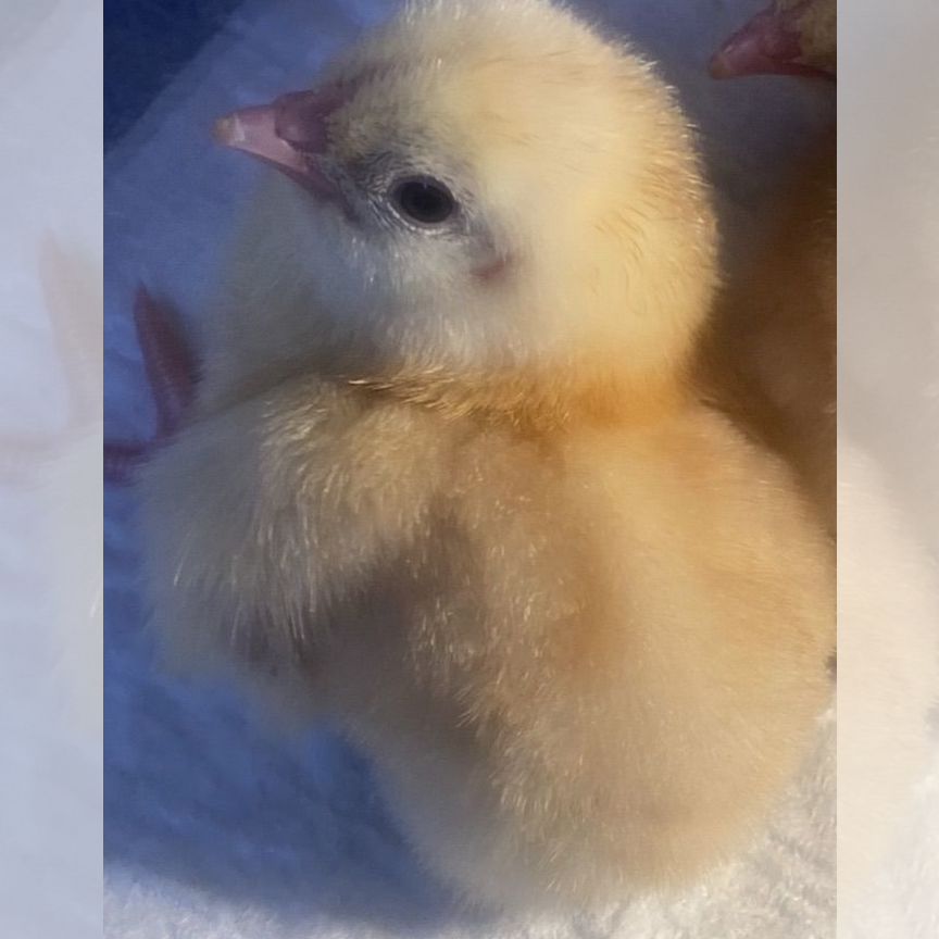 Цыплята суточные