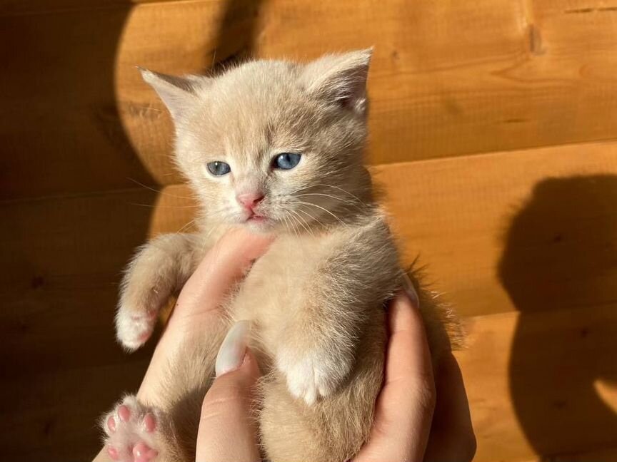 Британские короткошостные котята