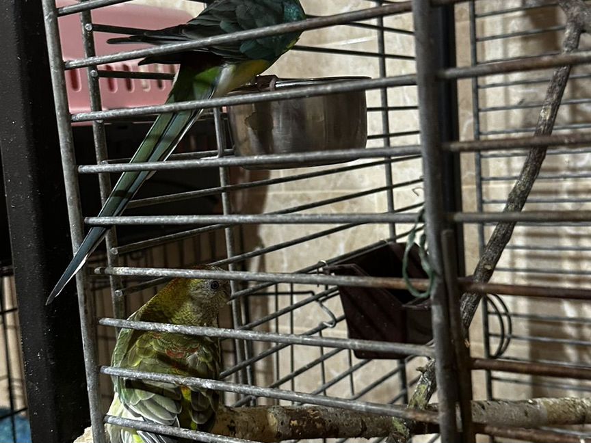 Певчий попугай