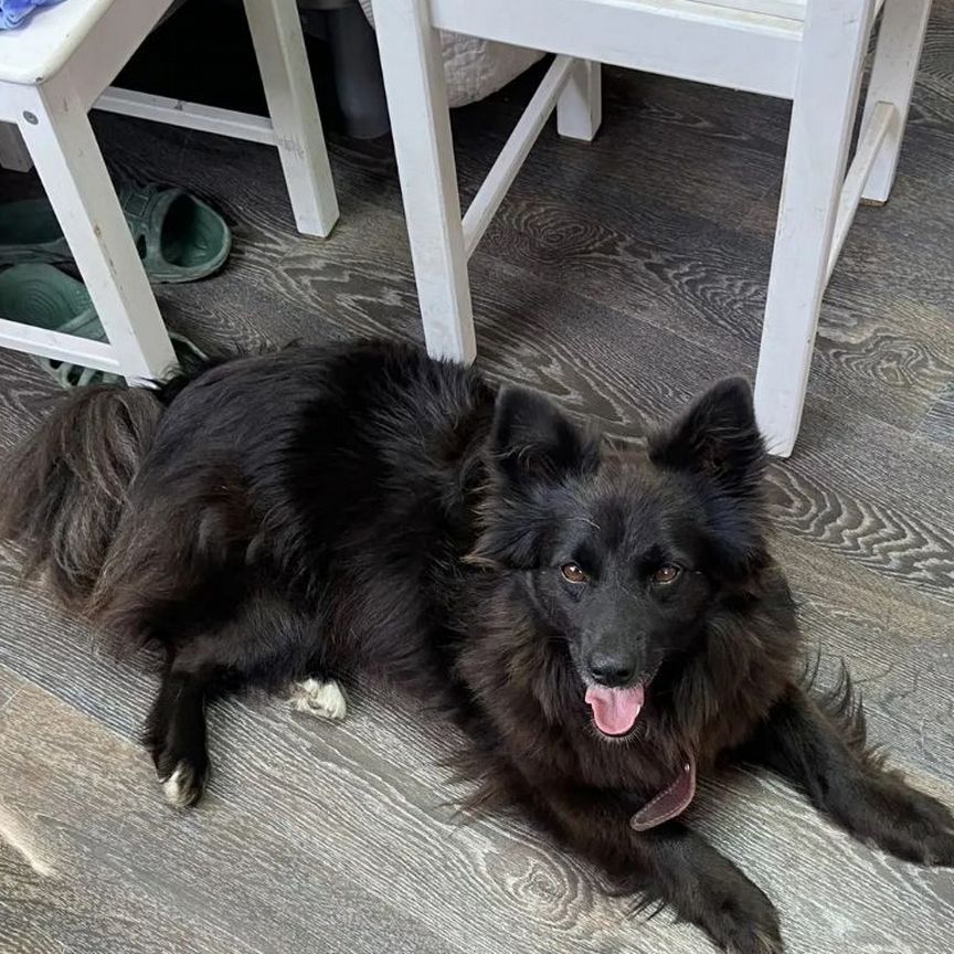 Взрослый пёс в добрые руки