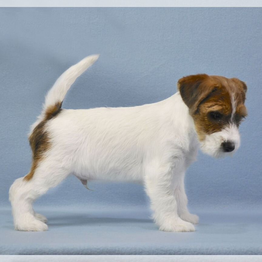 Щенки джек рассел терьер