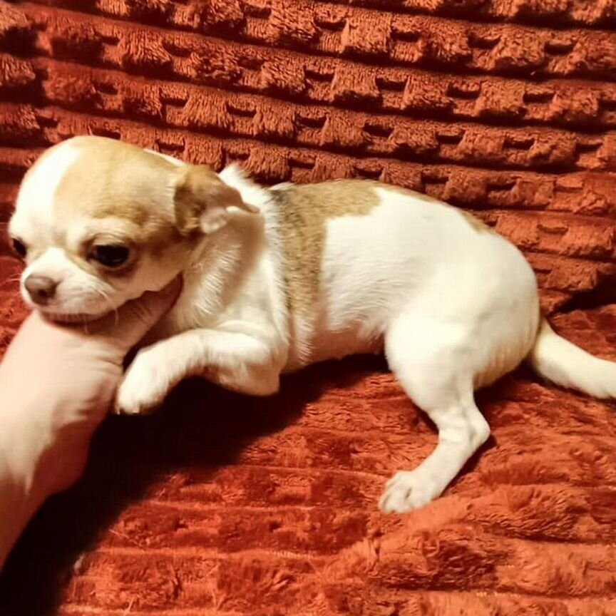 Чихуахуа девочка 1,5 года