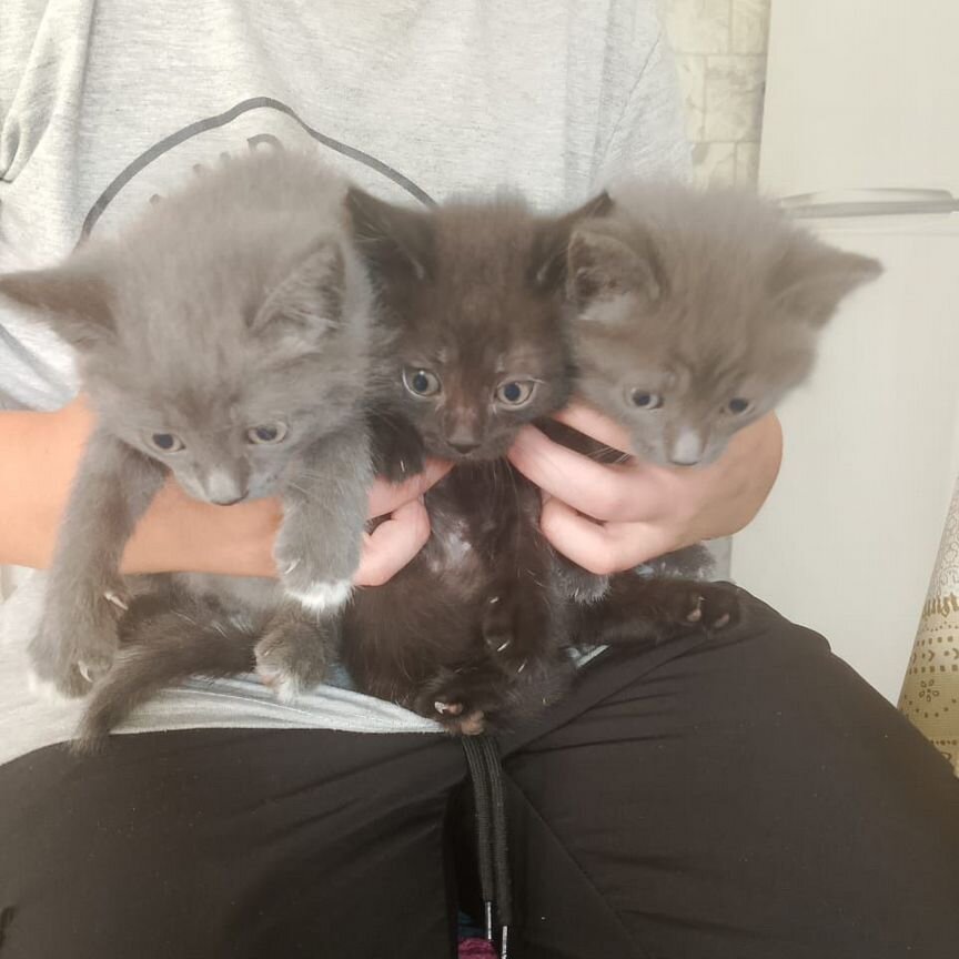 Котята в добрые руки 1.5 мес