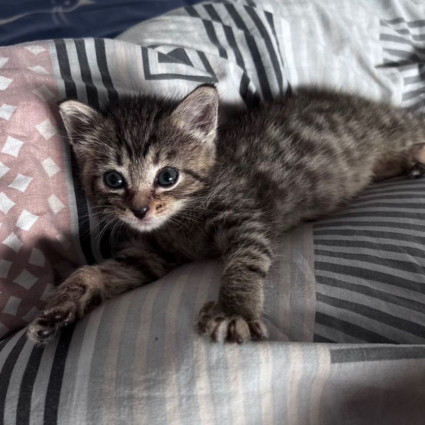 Сибирский котёнок