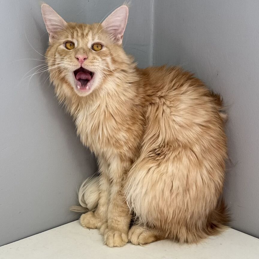 Мейн-кун, кот вязка