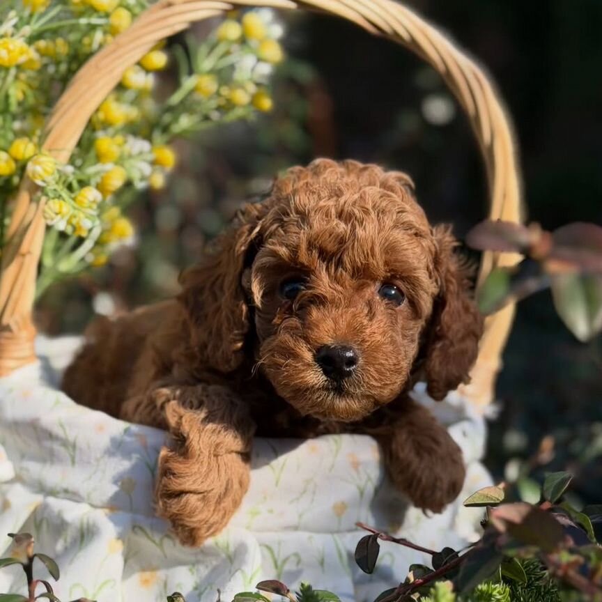 Той-пудель, щенок