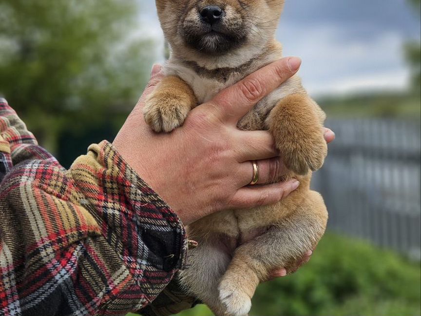 Малышки Сиба ину