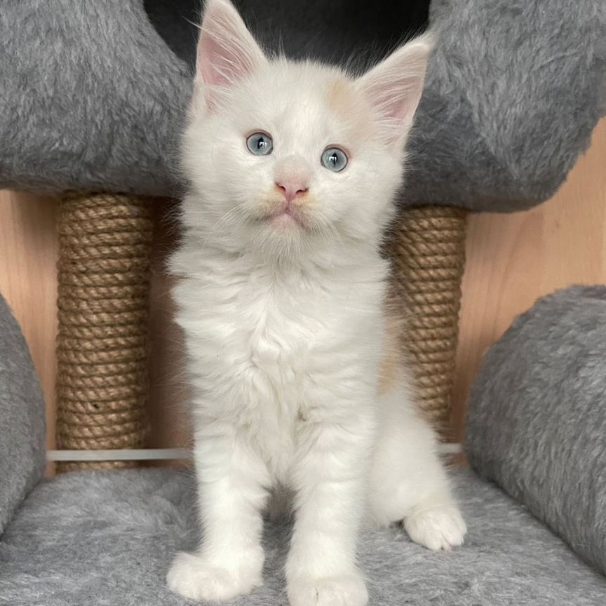 Мейн-кун котёнок