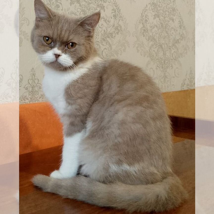 Кинкалоу